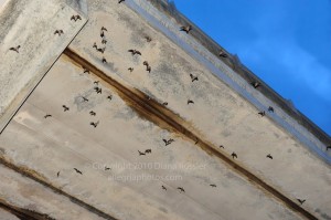 We Love Our Bats in Austin, Texas