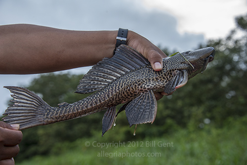 ARmored Catfish | The Winged Sandals