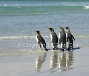 Wildlife of the Falkland Islands